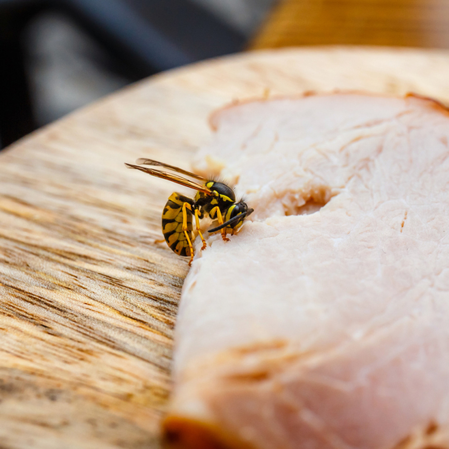 Wasp Extermination | Greenville & Fountain Inn, SC | Carolina Pest Patrol